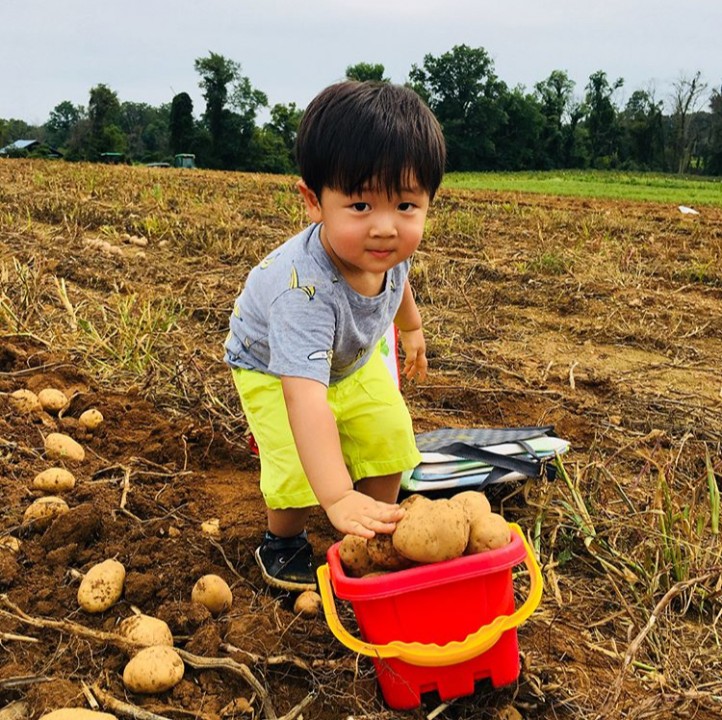 potato_digger