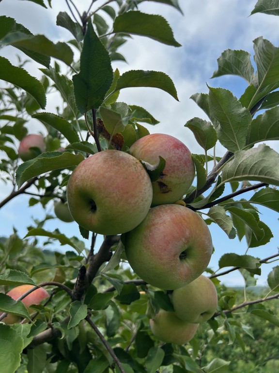 September Apple Picking Guide at Great Country Farms